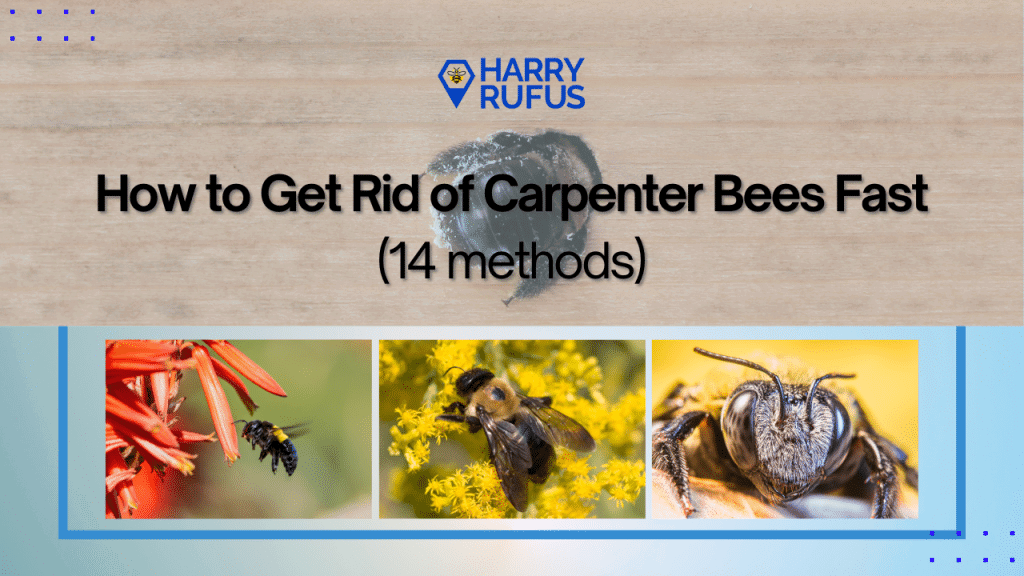 How To Get Rid Of Carpenter Bees Fast 14 Methods